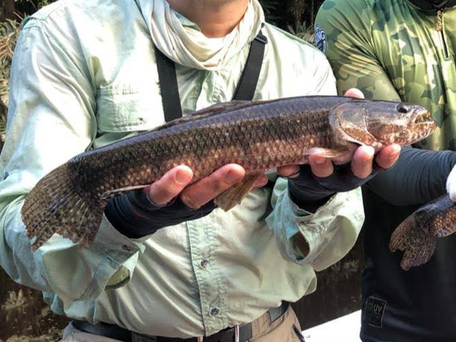 Pesca de traíra: cara-a-cara com a pré-história - Missão Pesca
